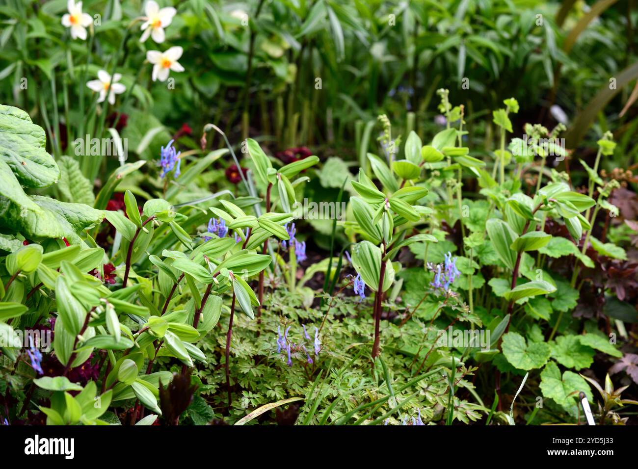 Polygonatum odoratum Red Legs,Corydalis flexuosa Père David,woodland ...