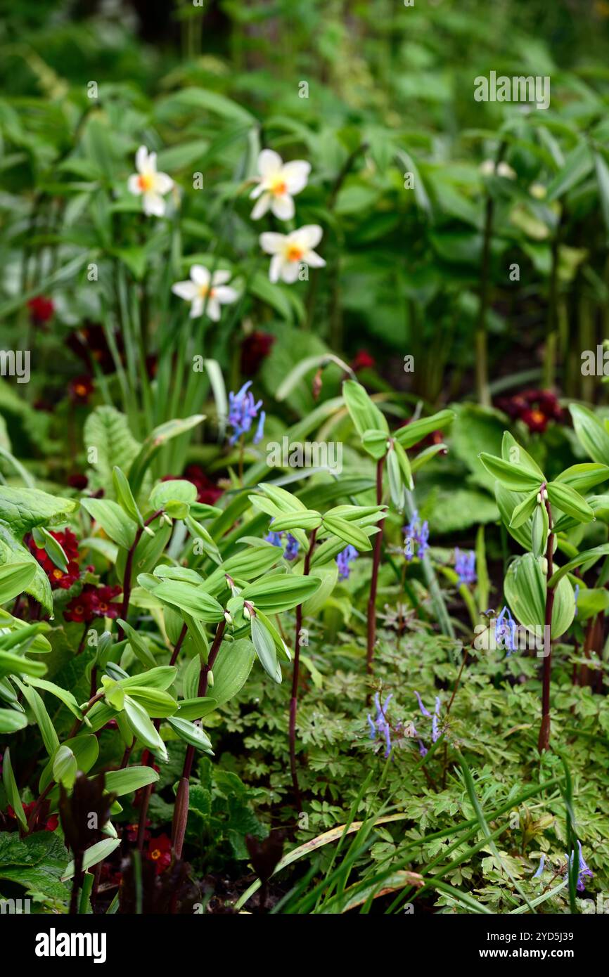 Polygonatum odoratum Red Legs,Corydalis flexuosa Père David,woodland ...