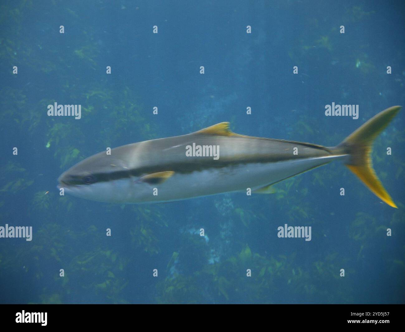 Yellowtail Kingfish (Seriola lalandi Stock Photo - Alamy