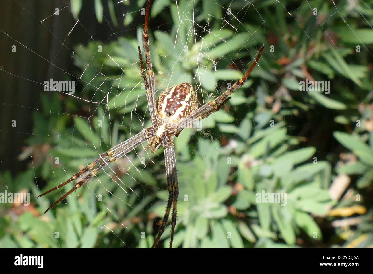 Saint Andrew's Cross Spider (Argiope keyserlingi Stock Photo - Alamy