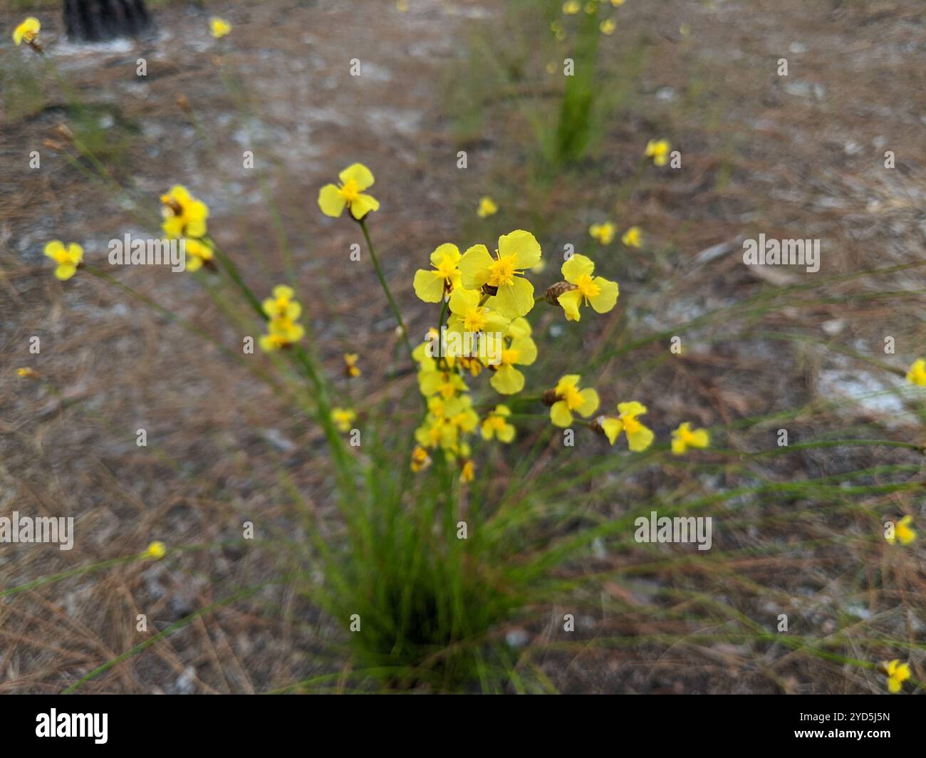Carolina Yellow-eyed Grass (Xyris caroliniana Stock Photo - Alamy