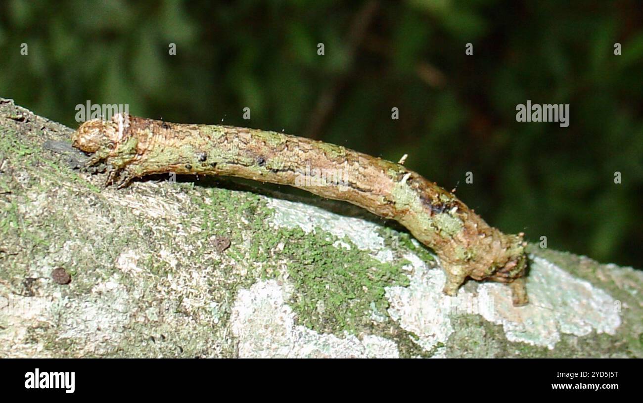 Geometer Moths (Geometridae Stock Photo - Alamy