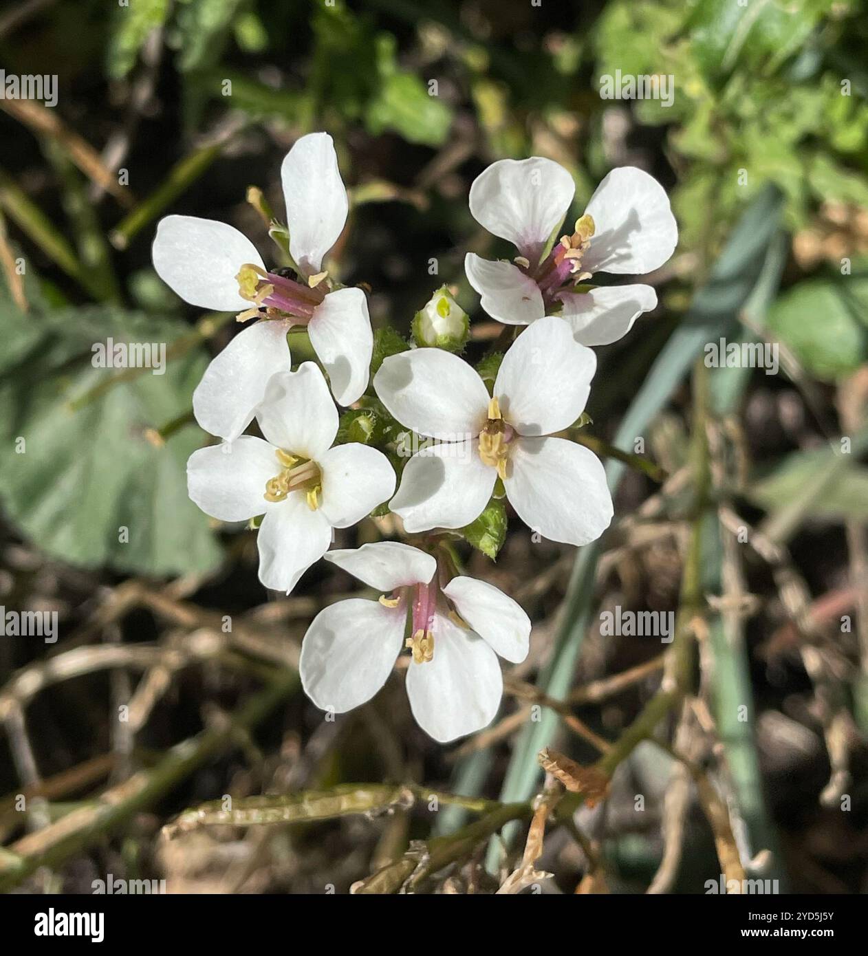 White Wall-rocket (Diplotaxis erucoides Stock Photo - Alamy
