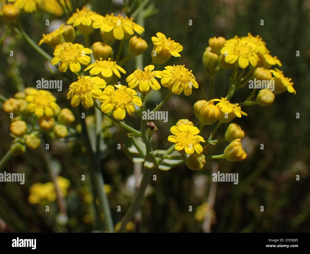 Poorflower Babooncabbage (Othonna parviflora Stock Photo - Alamy