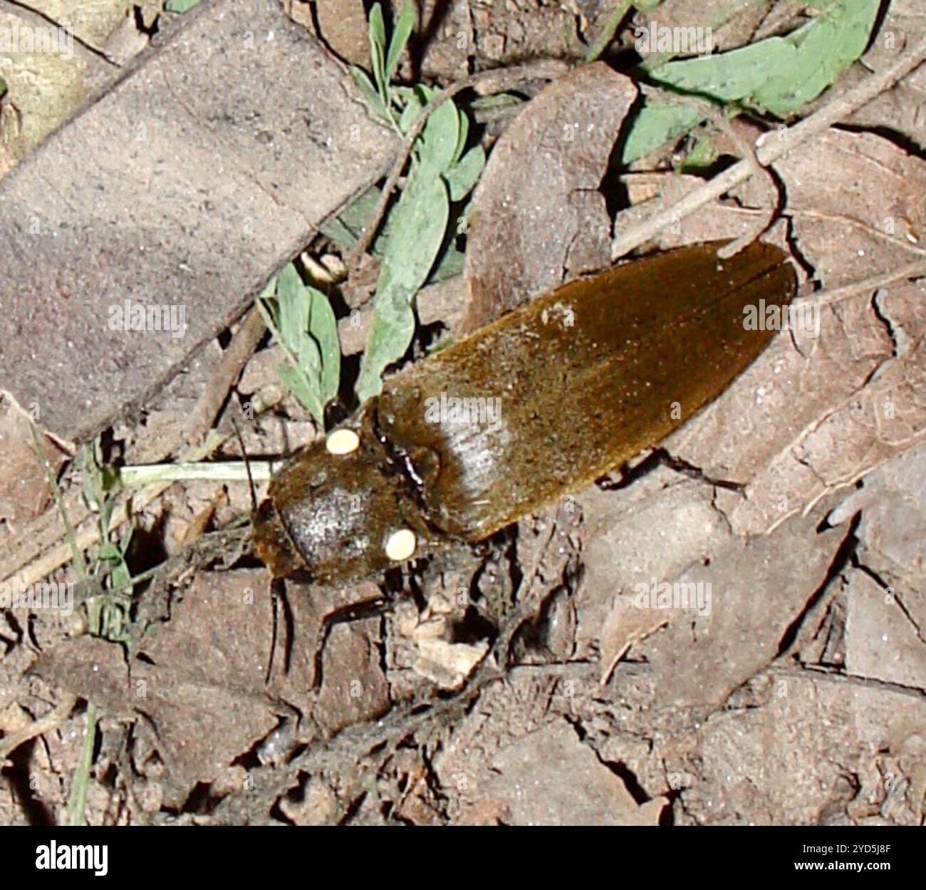 Fire Click Beetles (Pyrophorus Stock Photo - Alamy