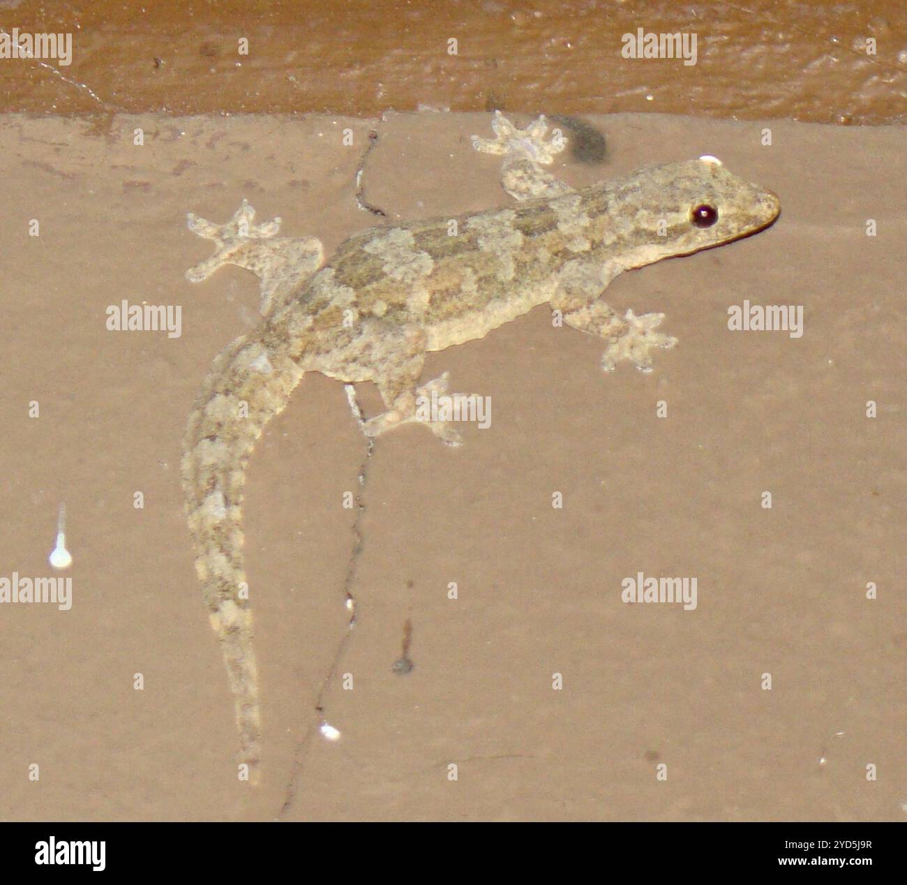 Flat-tailed House Gecko (Hemidactylus platyurus Stock Photo - Alamy