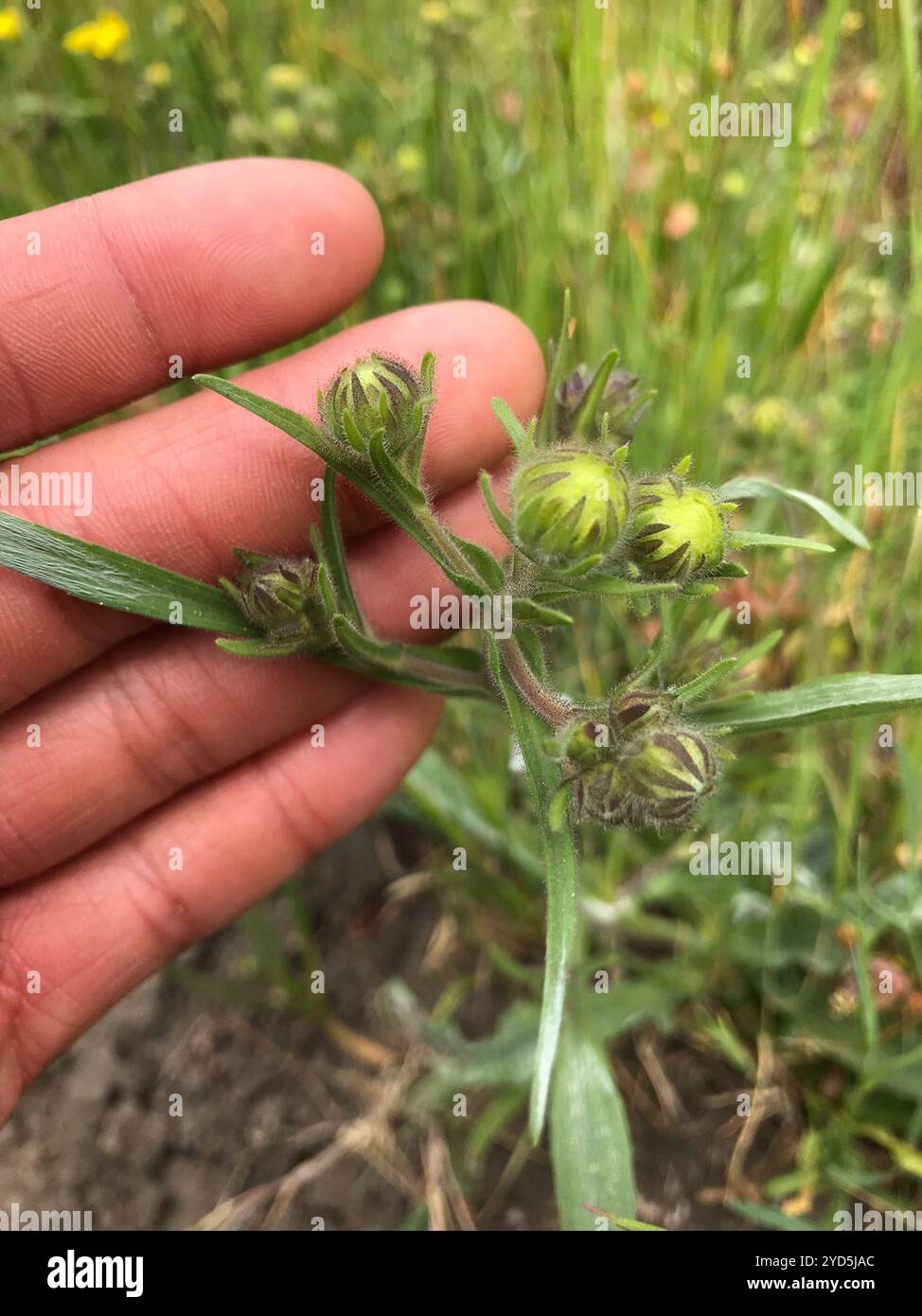 Common Madia (Madia elegans Stock Photo - Alamy