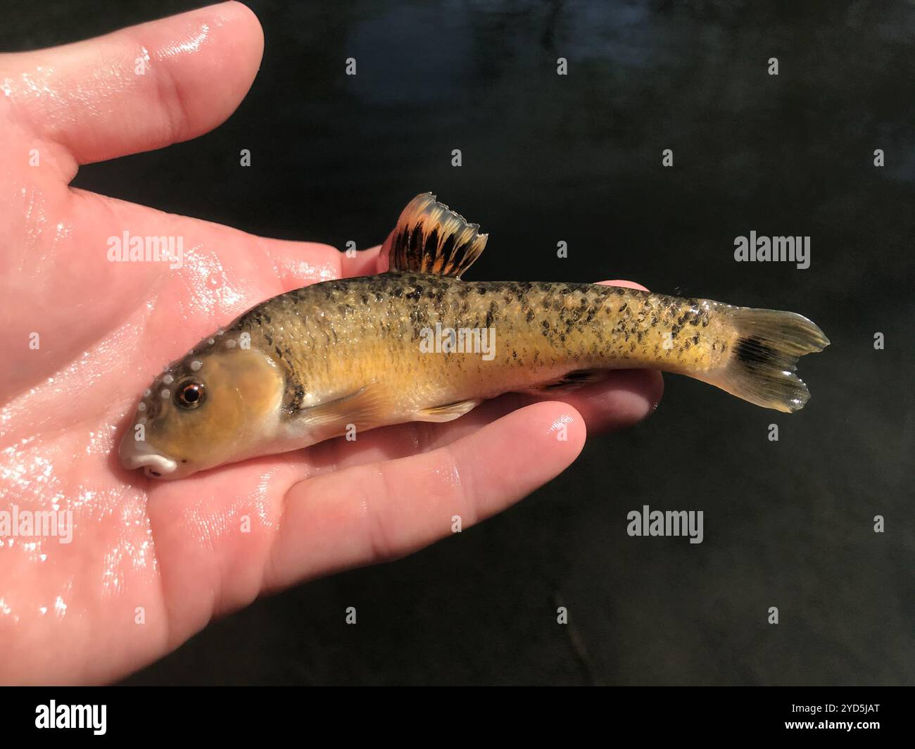 Central Stoneroller (Campostoma anomalum Stock Photo - Alamy