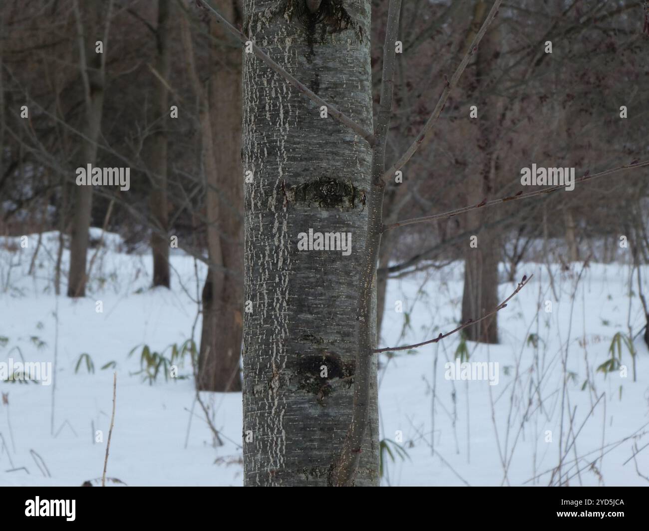 common alder (Alnus glutinosa Stock Photo - Alamy