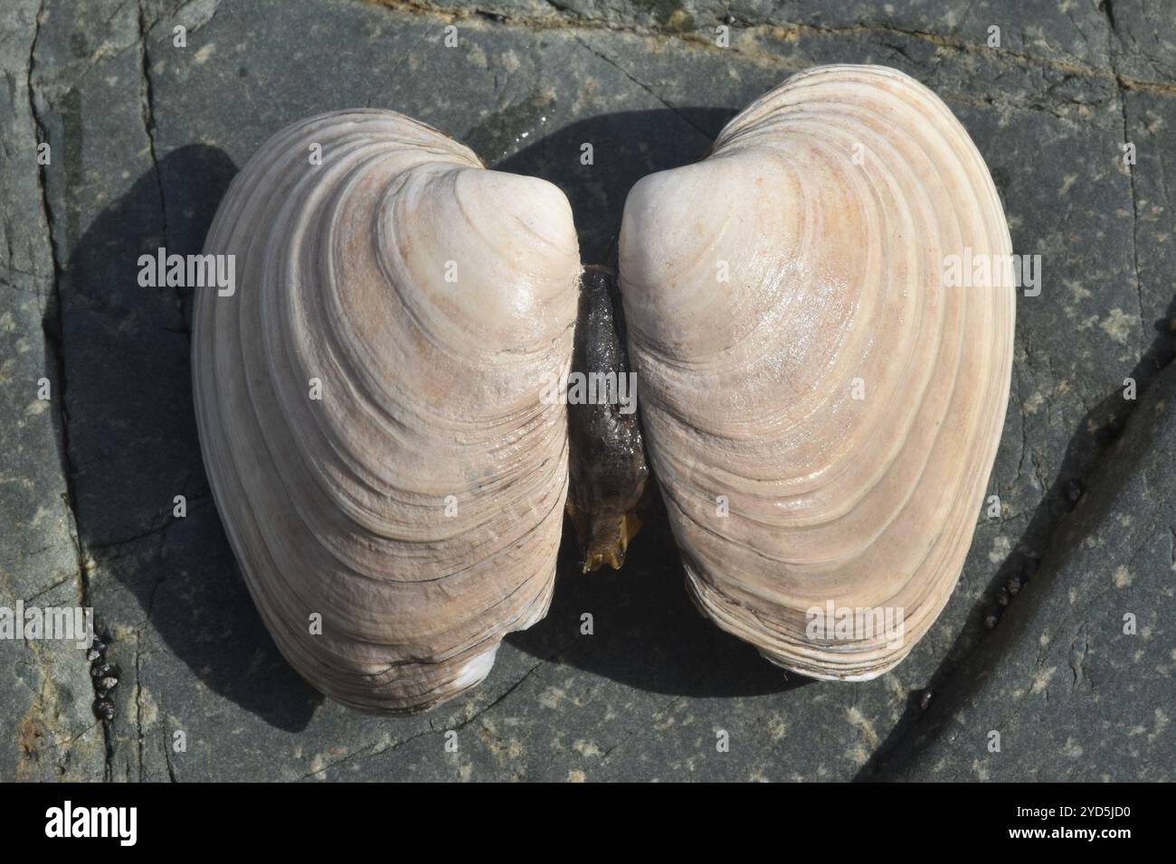 Butter Clam (Saxidomus gigantea Stock Photo - Alamy
