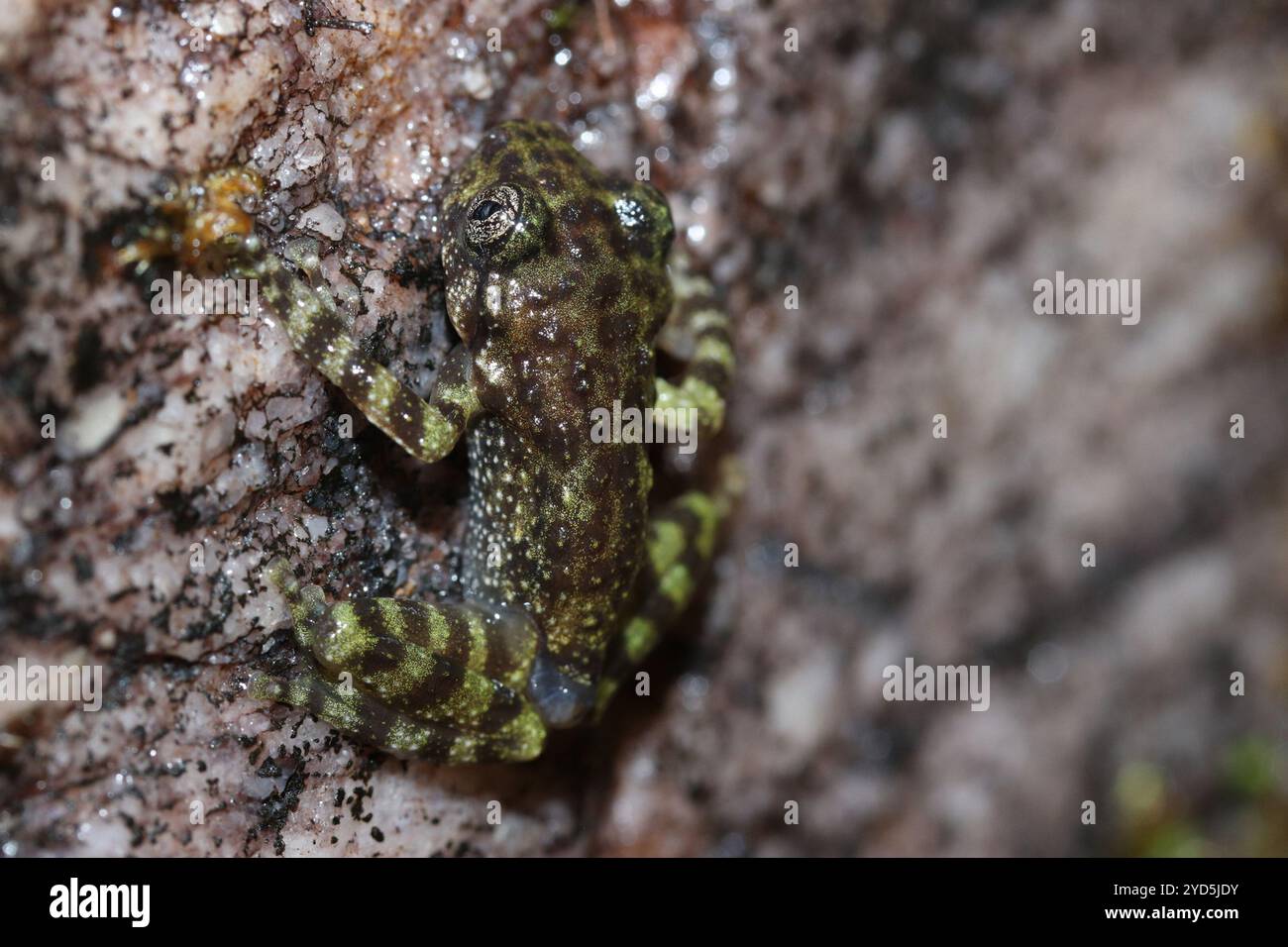Table Mountain Ghost Frog (Heleophryne rosei Stock Photo - Alamy