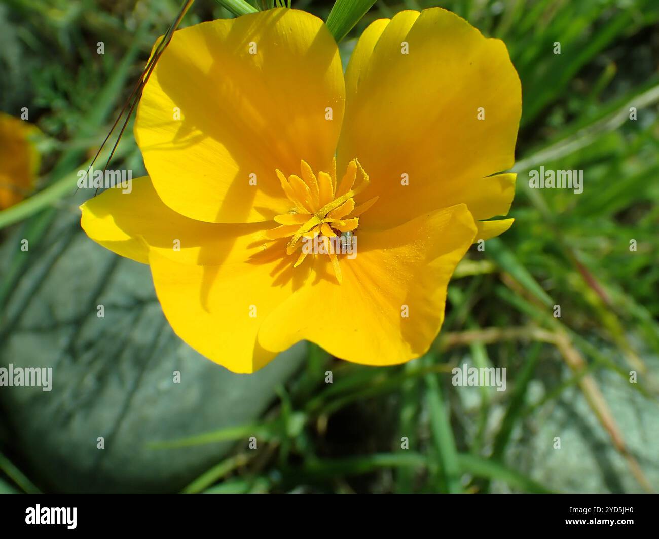 Tufted Poppy (Eschscholzia caespitosa Stock Photo - Alamy