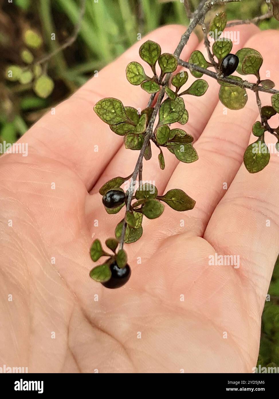 Hukihuki hi-res stock photography and images - Alamy