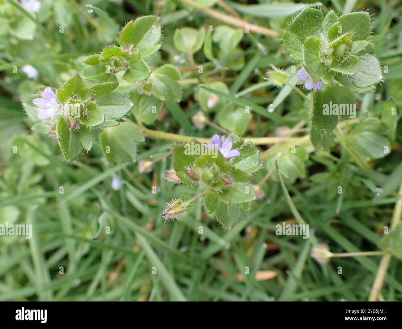 Ivy-leaved Speedwell (Veronica hederifolia Stock Photo - Alamy