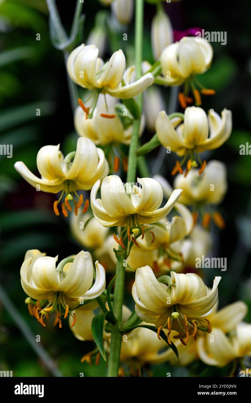 Lilium martagon princess alice, white to greenish yellow flowers ...