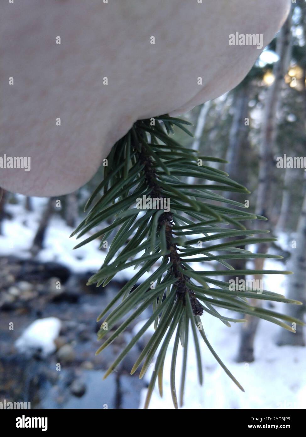 Engelmann spruce (Picea engelmannii Stock Photo - Alamy