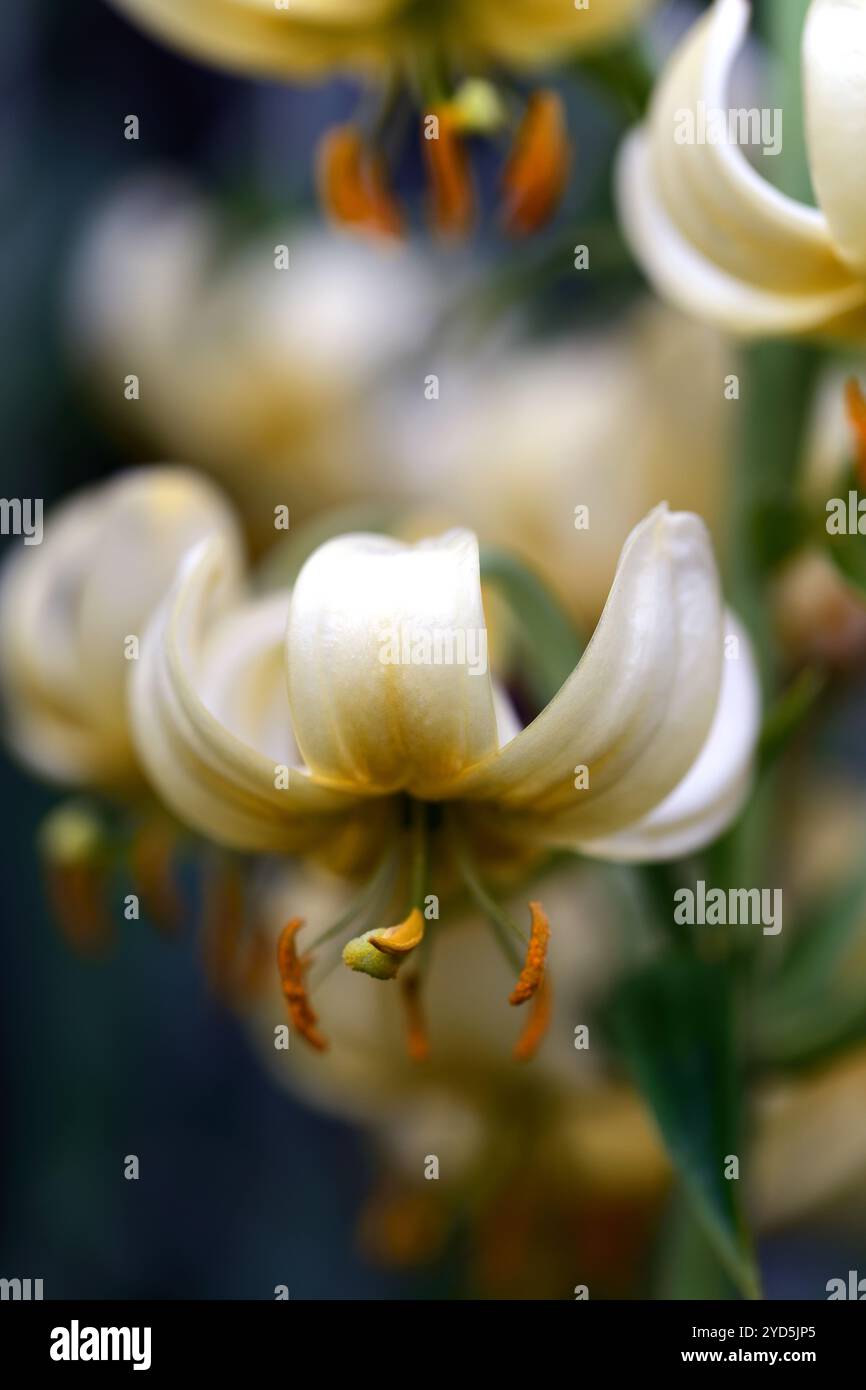 Lilium martagon princess alice, white to greenish yellow flowers ...