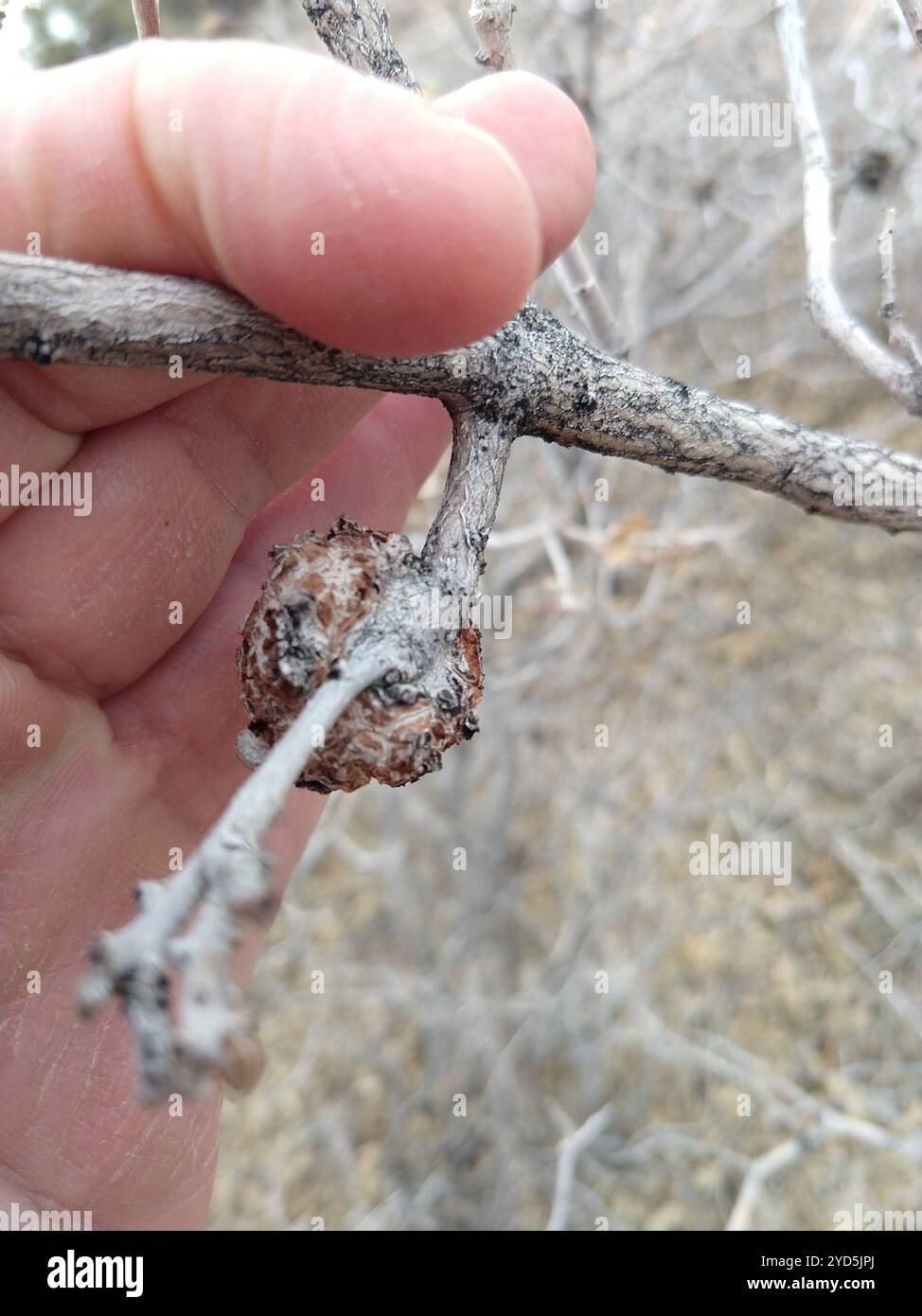 Oak Gall Wasps (Cynipini Stock Photo - Alamy