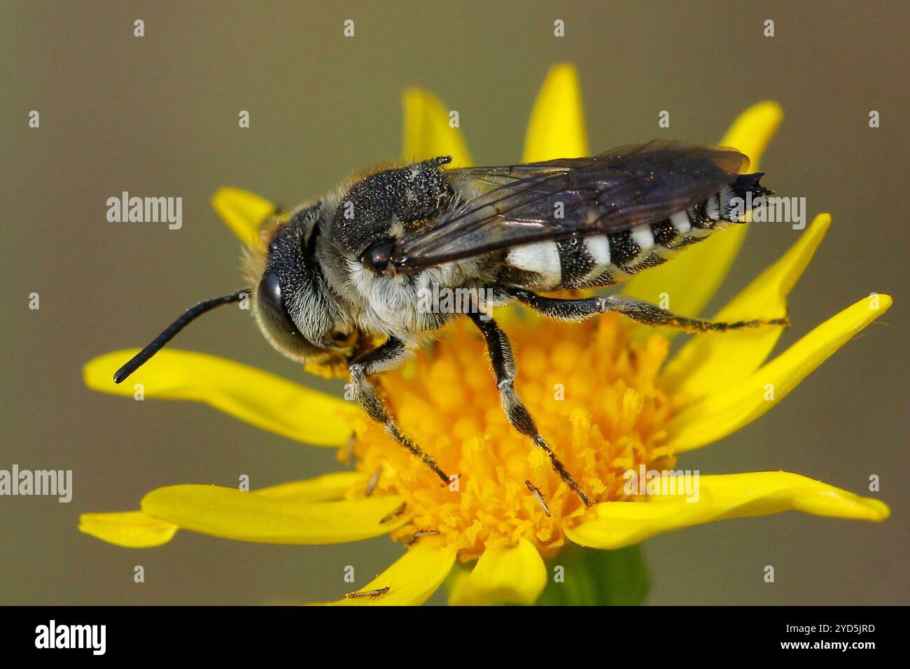 Sharptail Bees (Coelioxys Stock Photo - Alamy