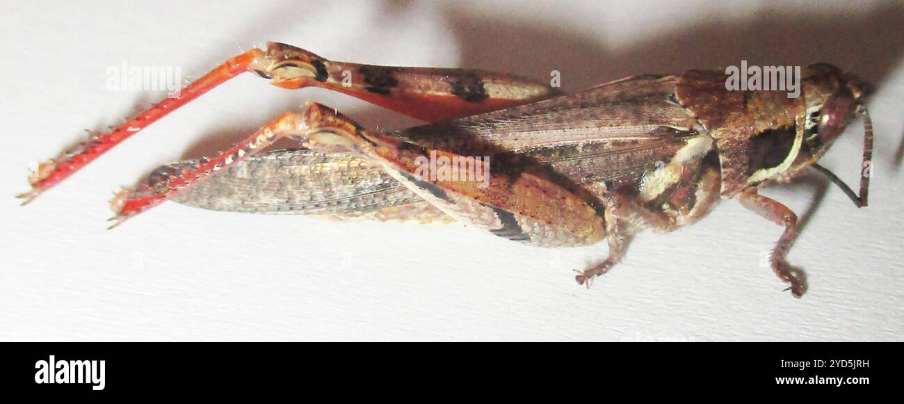 Spur-throated Grasshoppers (Catantopinae Stock Photo - Alamy