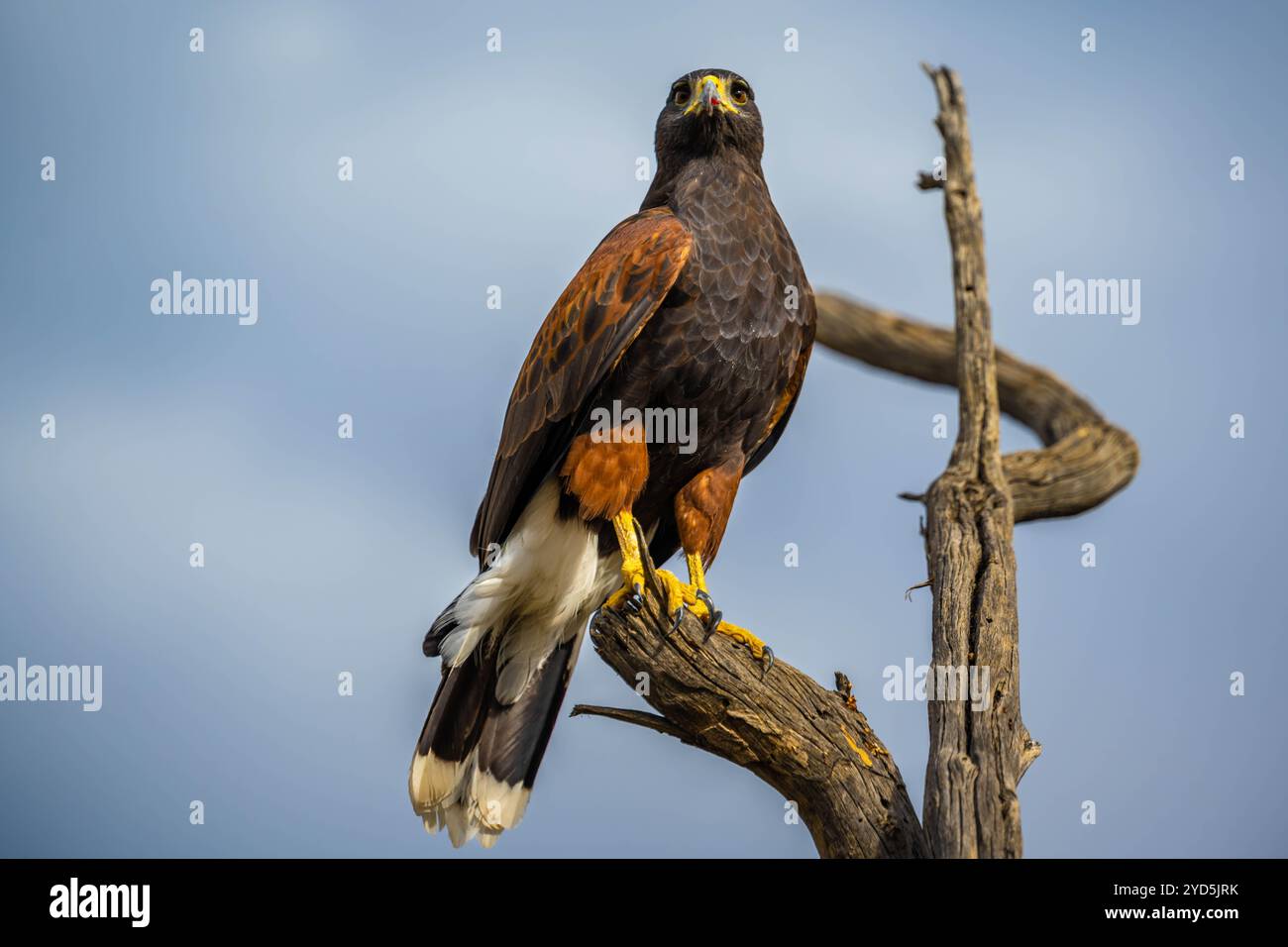 A dark brown Harris Hawk in Tucson, Arizona Stock Photo - Alamy