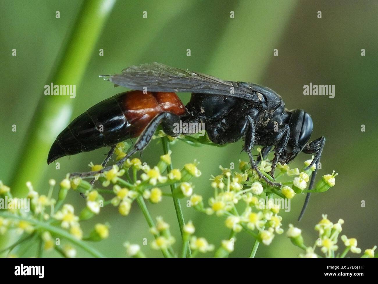 Anathema hi-res stock photography and images - Alamy