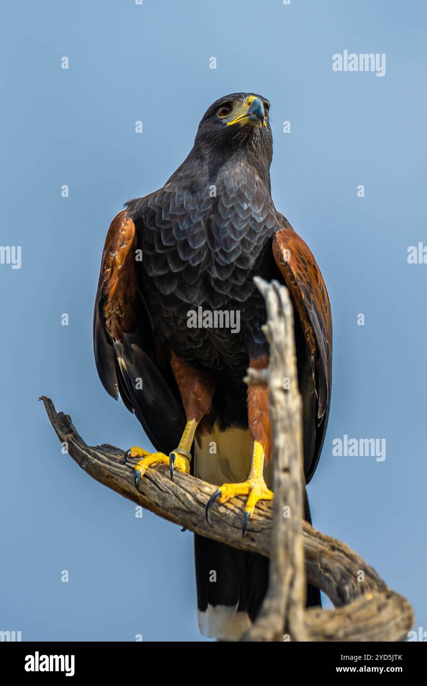 A dark brown Harris Hawk in Tucson, Arizona Stock Photo - Alamy
