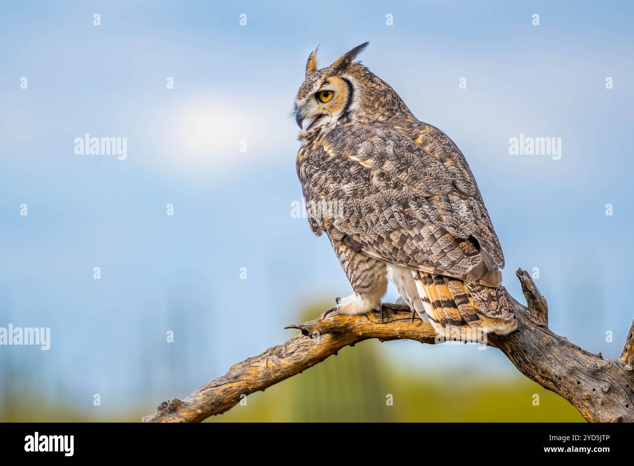 A Great Horned Owl in Tucson, Arizona Stock Photo - Alamy