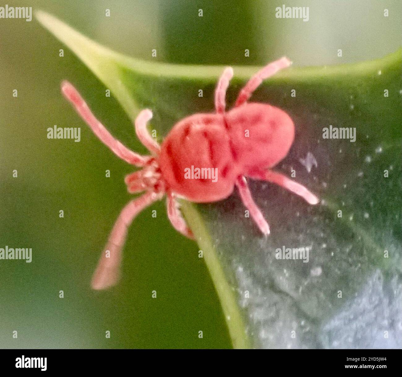 Sumo Mites (Allothrombium Stock Photo - Alamy