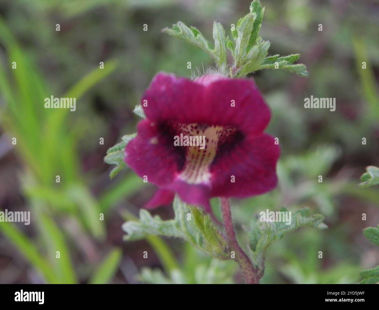 Indian Sesame Oil Plant (Sesamum prostratum Stock Photo - Alamy