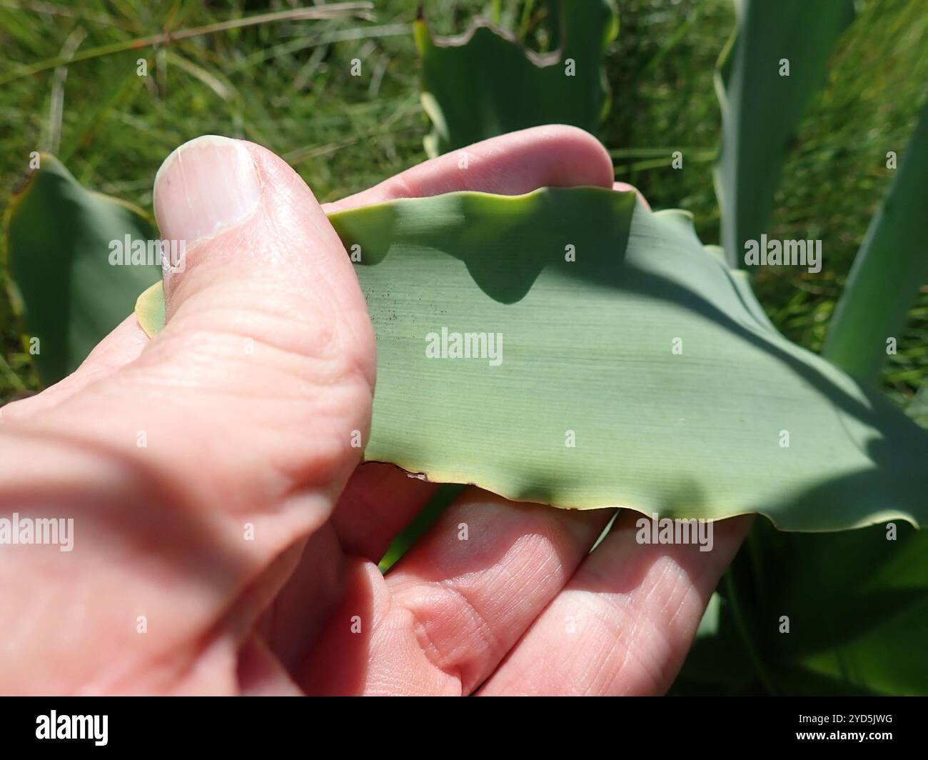 Giant Candelabra (Brunsvigia grandiflora Stock Photo - Alamy