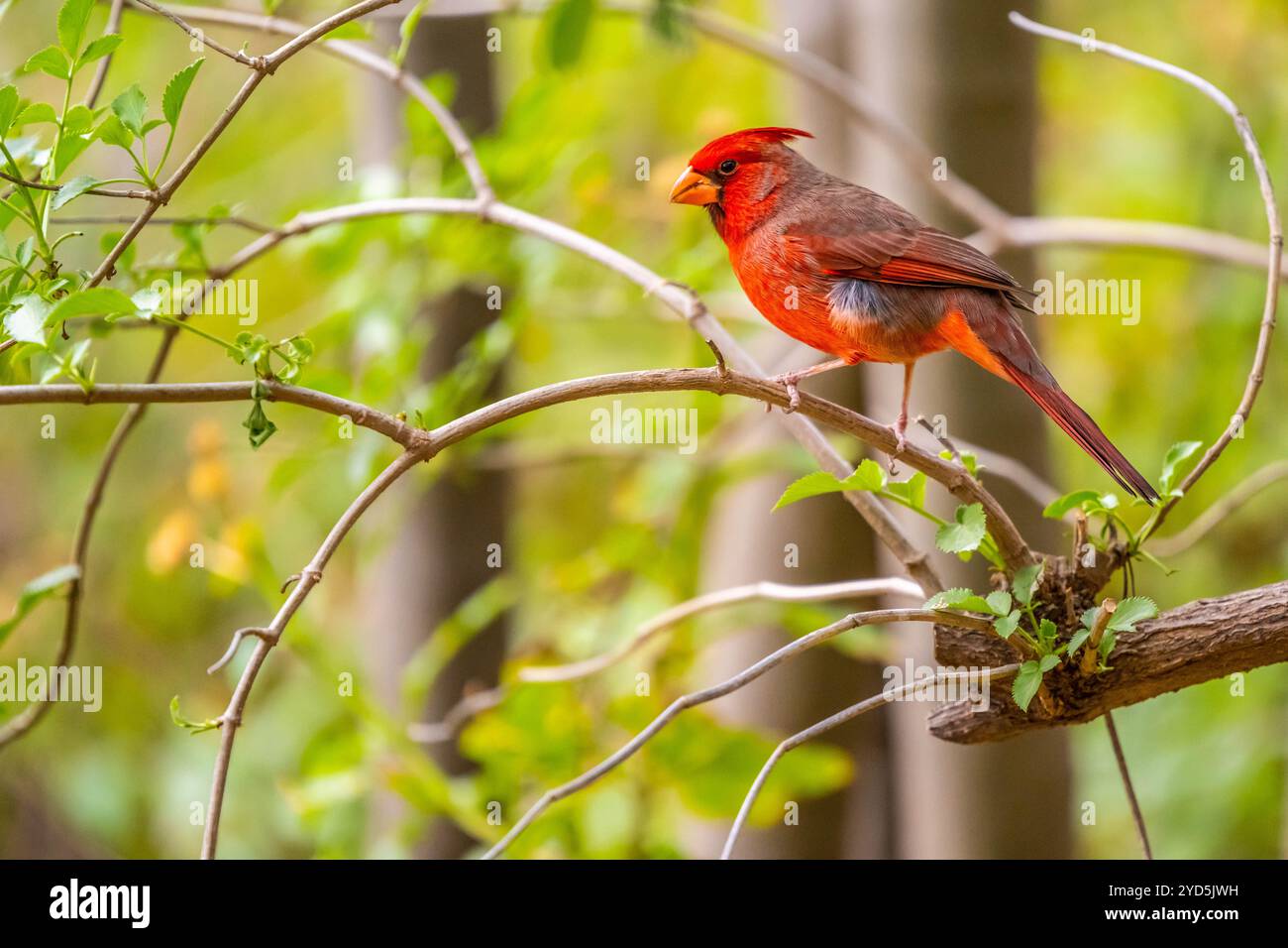 A Northern Cardinal in Tucson, Arizona Stock Photo - Alamy