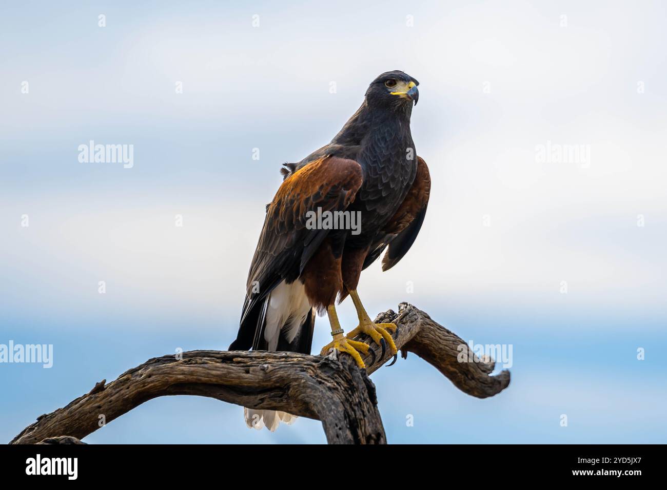A dark brown Harris Hawk in Tucson, Arizona Stock Photo - Alamy