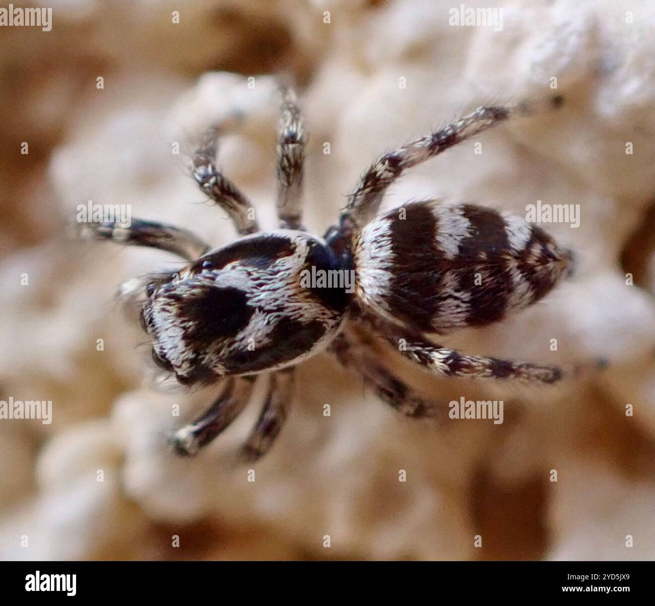 Zebra Jumping Spider (Salticus scenicus Stock Photo - Alamy