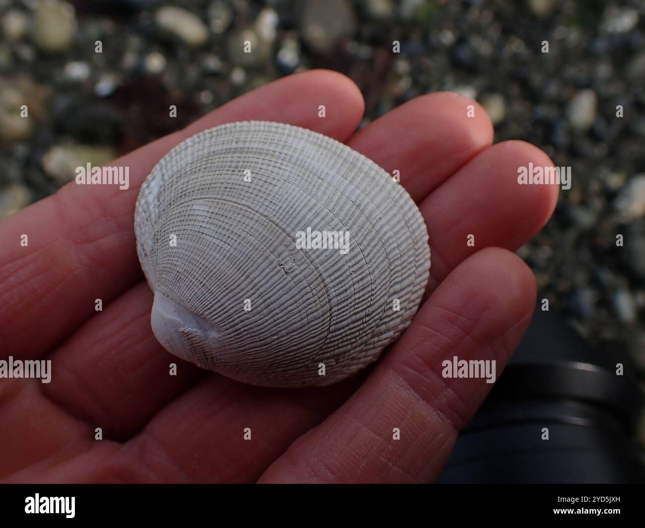 Pacific Littleneck Clam (Leukoma staminea Stock Photo - Alamy
