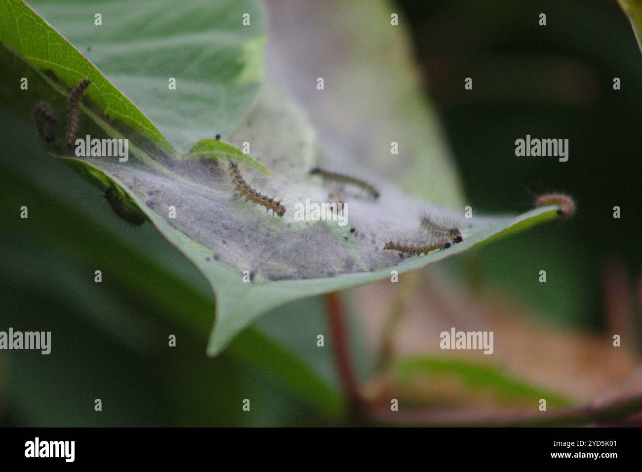 Fall Webworm Moth (Hyphantria cunea Stock Photo - Alamy