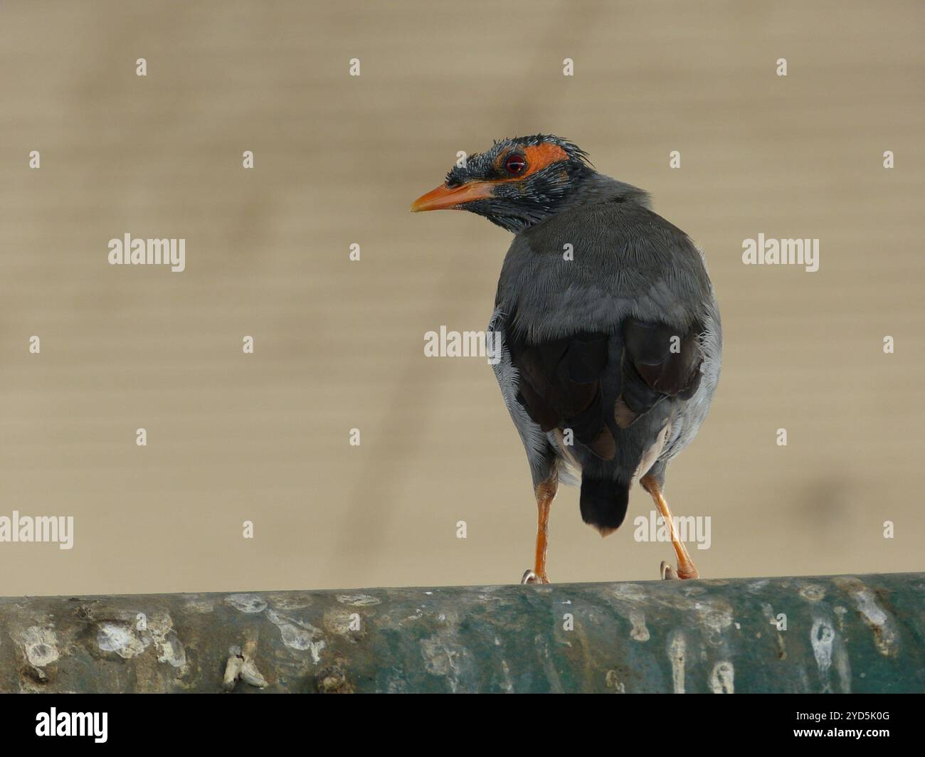 Bank Myna (Acridotheres ginginianus Stock Photo - Alamy