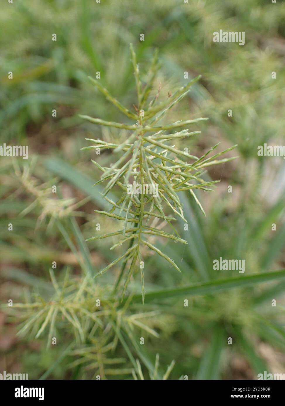Fragrant flatsedge (Cyperus odoratus Stock Photo - Alamy