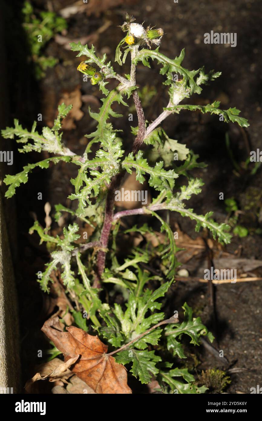 common groundsel (Senecio vulgaris Stock Photo - Alamy