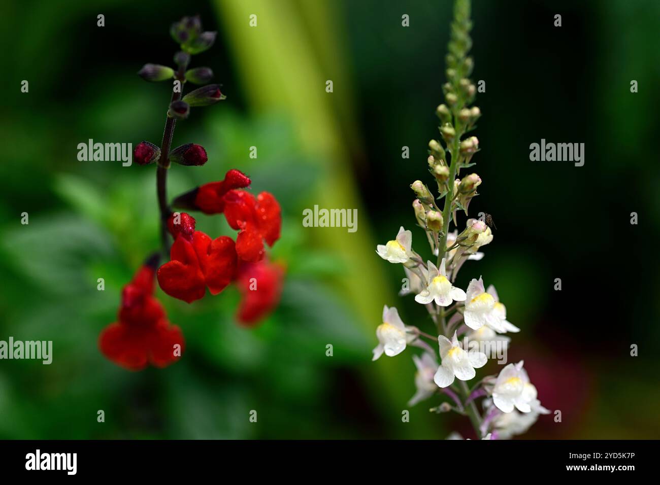 salvia royal bumble,linaria,red and white flowers,flowering salvia ...