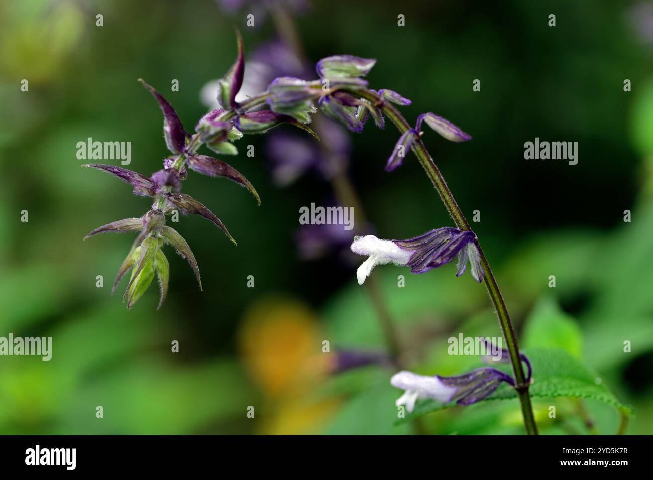 salvia phyllis fancy,white lavender-blue flowers,floriferous,late ...