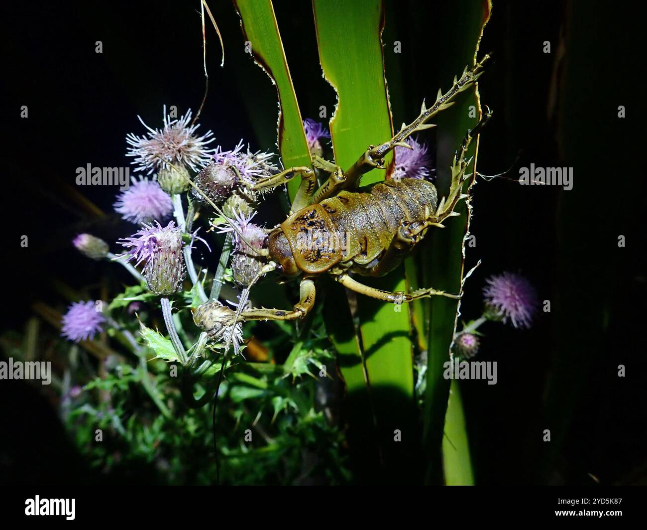 Cook Strait Giant Weta (Deinacrida rugosa Stock Photo - Alamy