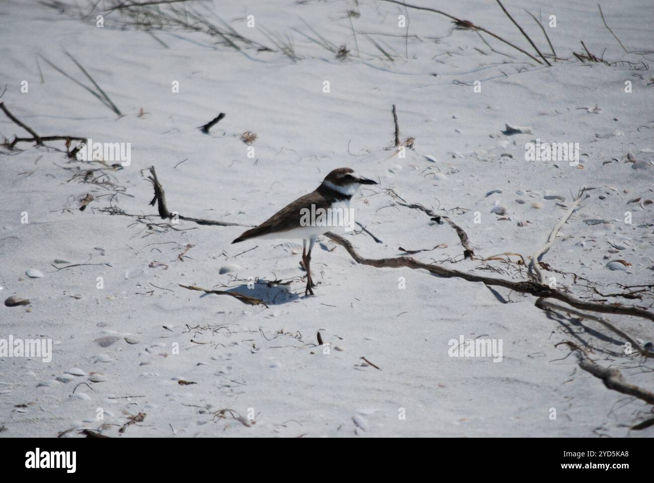 Wilson's Plover (Anarhynchus wilsonia Stock Photo - Alamy