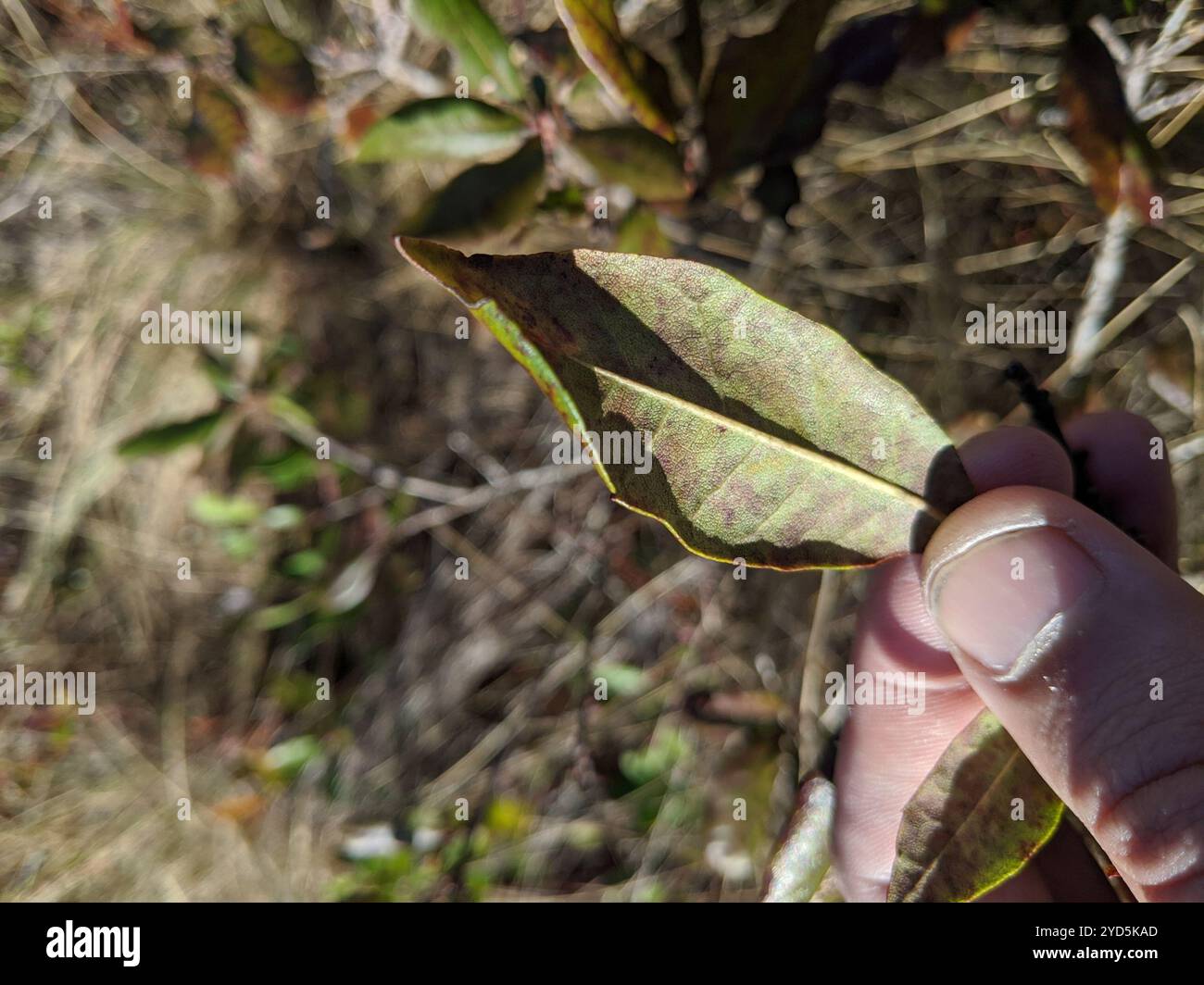 southern bayberry (Morella caroliniensis Stock Photo - Alamy