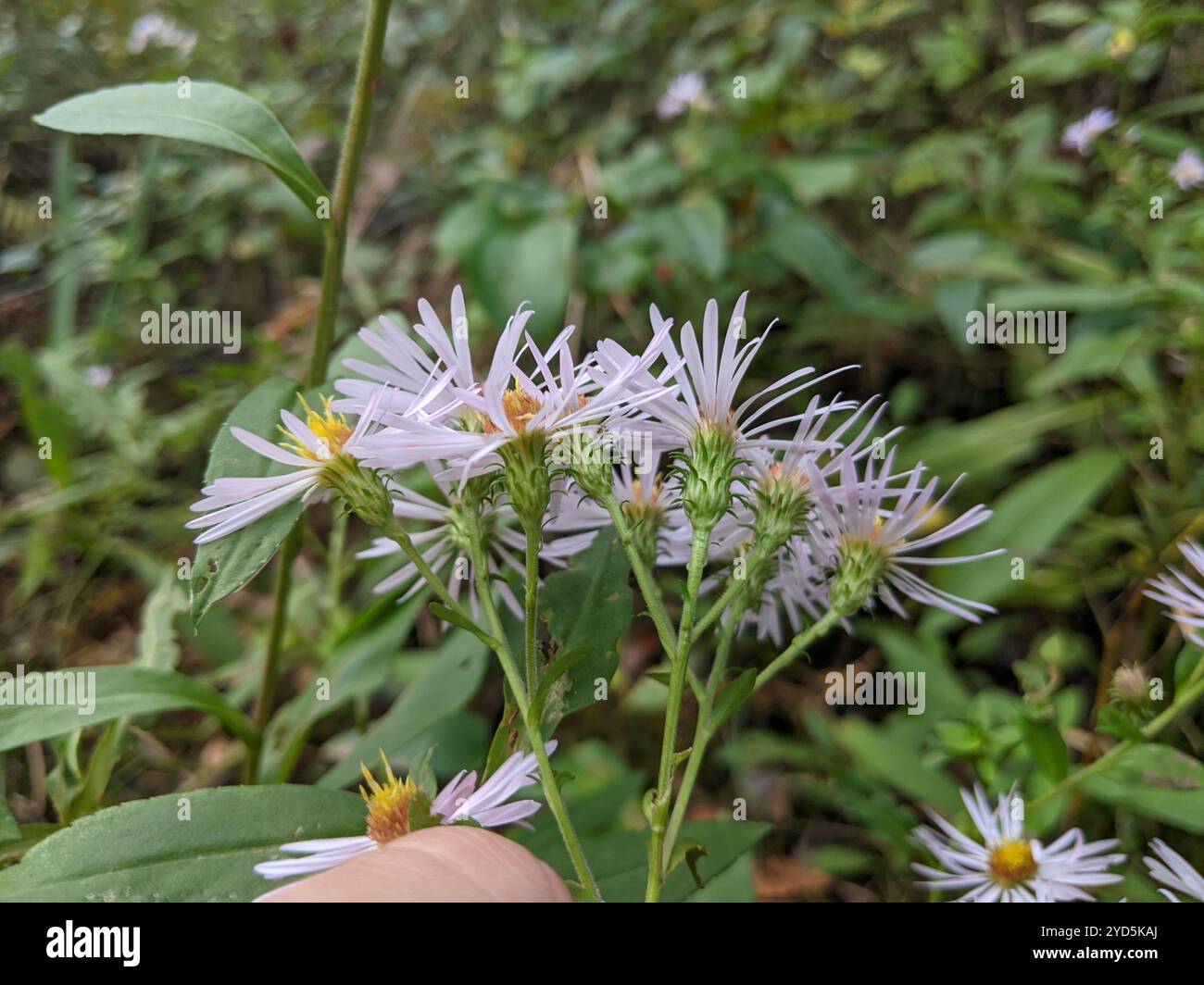 asters and allies (Astereae Stock Photo - Alamy