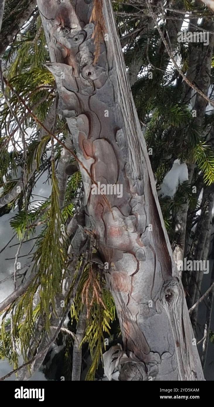 Alaska yellow cedar (Callitropsis nootkatensis Stock Photo - Alamy