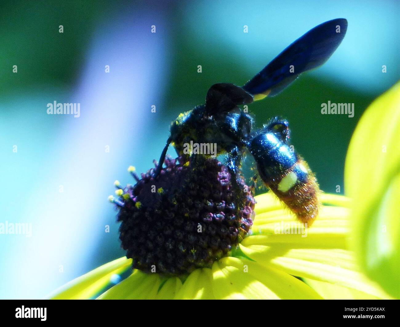 Two-spotted Scoliid Wasp (Scolia dubia dubia Stock Photo - Alamy
