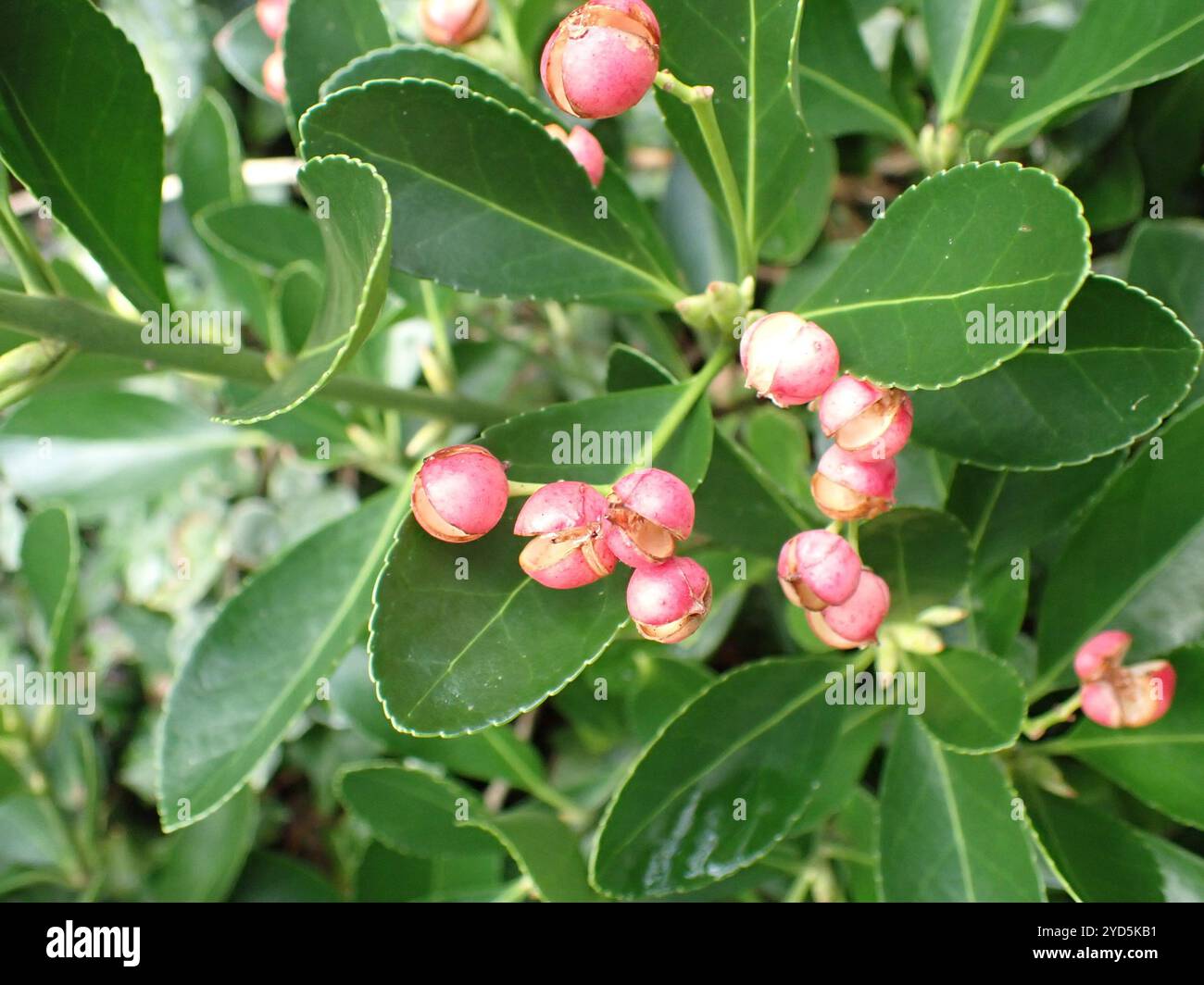 Japanese spindle tree (Euonymus japonicus Stock Photo - Alamy