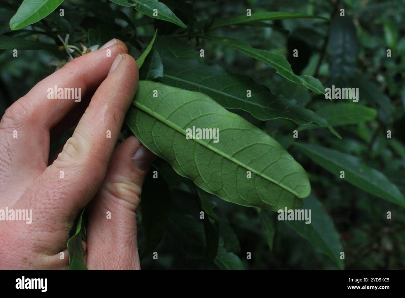 nightshade family (Solanaceae Stock Photo - Alamy