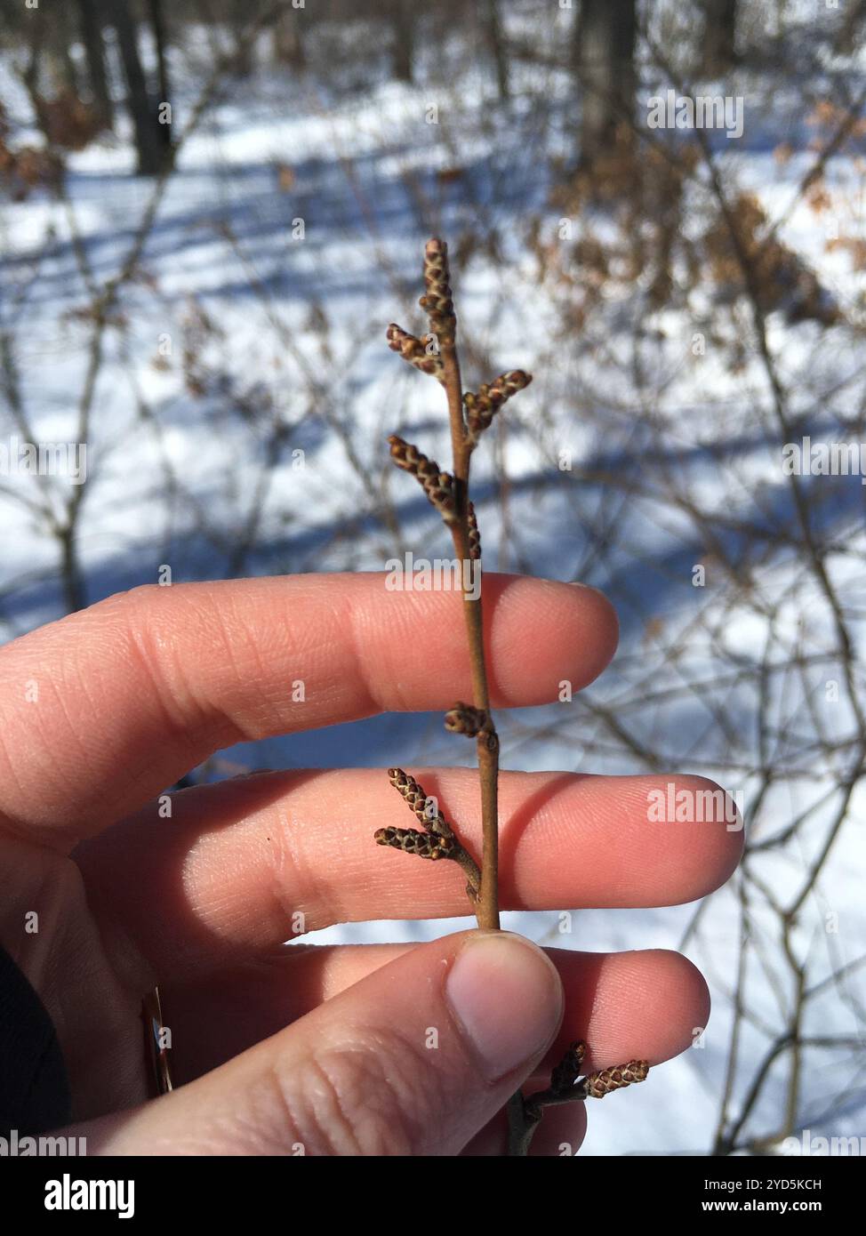 fragrant sumac (Rhus aromatica Stock Photo - Alamy